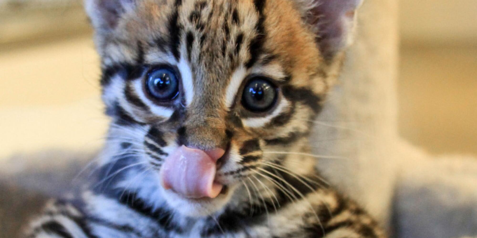 Ocelot Baby OKC Zoo Announces Birth Of Endangered Ocelot Kitten