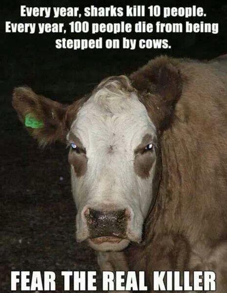 Evil Cows Meme