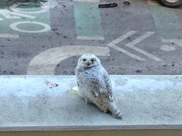 Snowy owl sitting outside WaPo building looks... kind of pissed : r ...