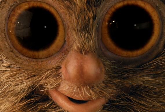 Tarsier Eyes Up Close