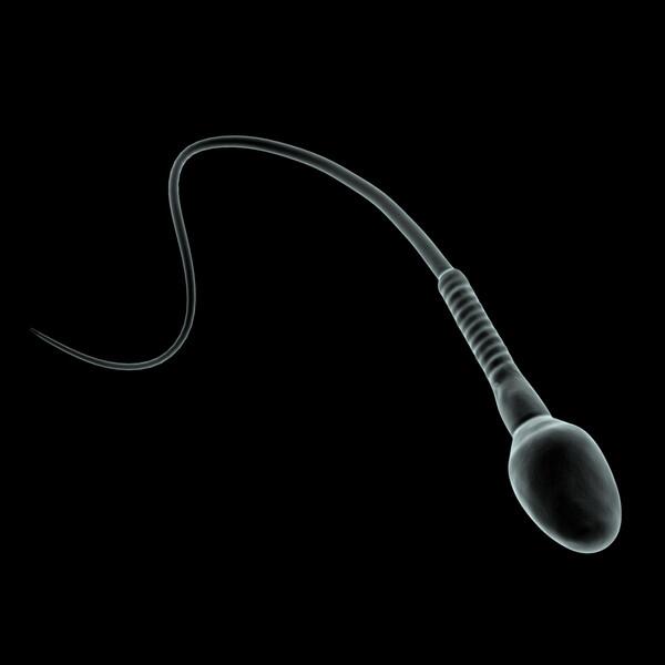 Throwback Thursday Sperm Cell