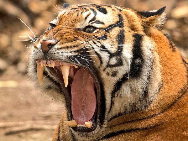 Impressive canines among the living carnivores - Animal fight club