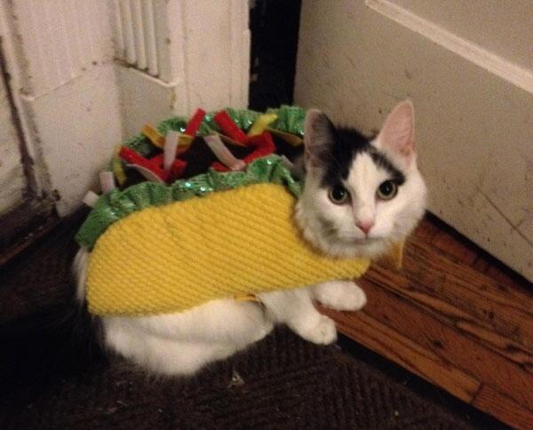 Taco Cat Meme