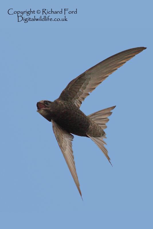 The harbinger of summer – Why Evolution Is True