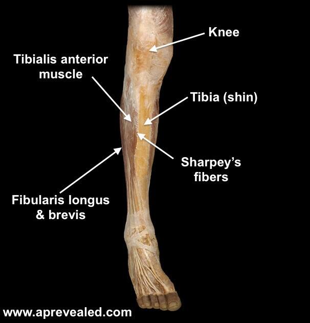Anterior Leg Muscles Cadaver