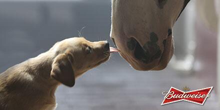 Puppy And Horse Commercial