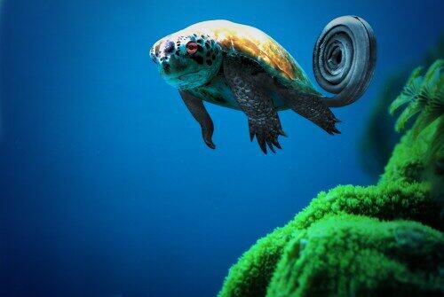 Pokemon Real Life Squirtle