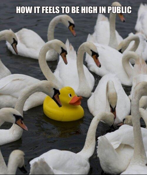 Being High In Public Meme