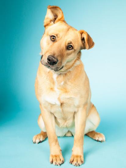 Yellow Lab Chow Mix Puppies