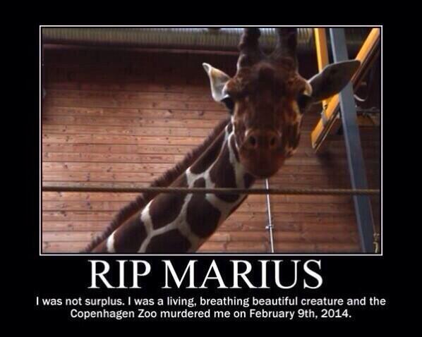 Rip Marius Giraffe