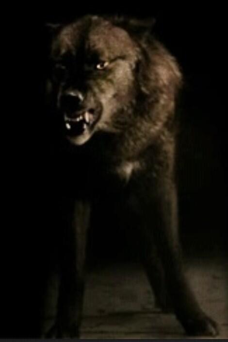 Tyler Vampire Diaries Wolf