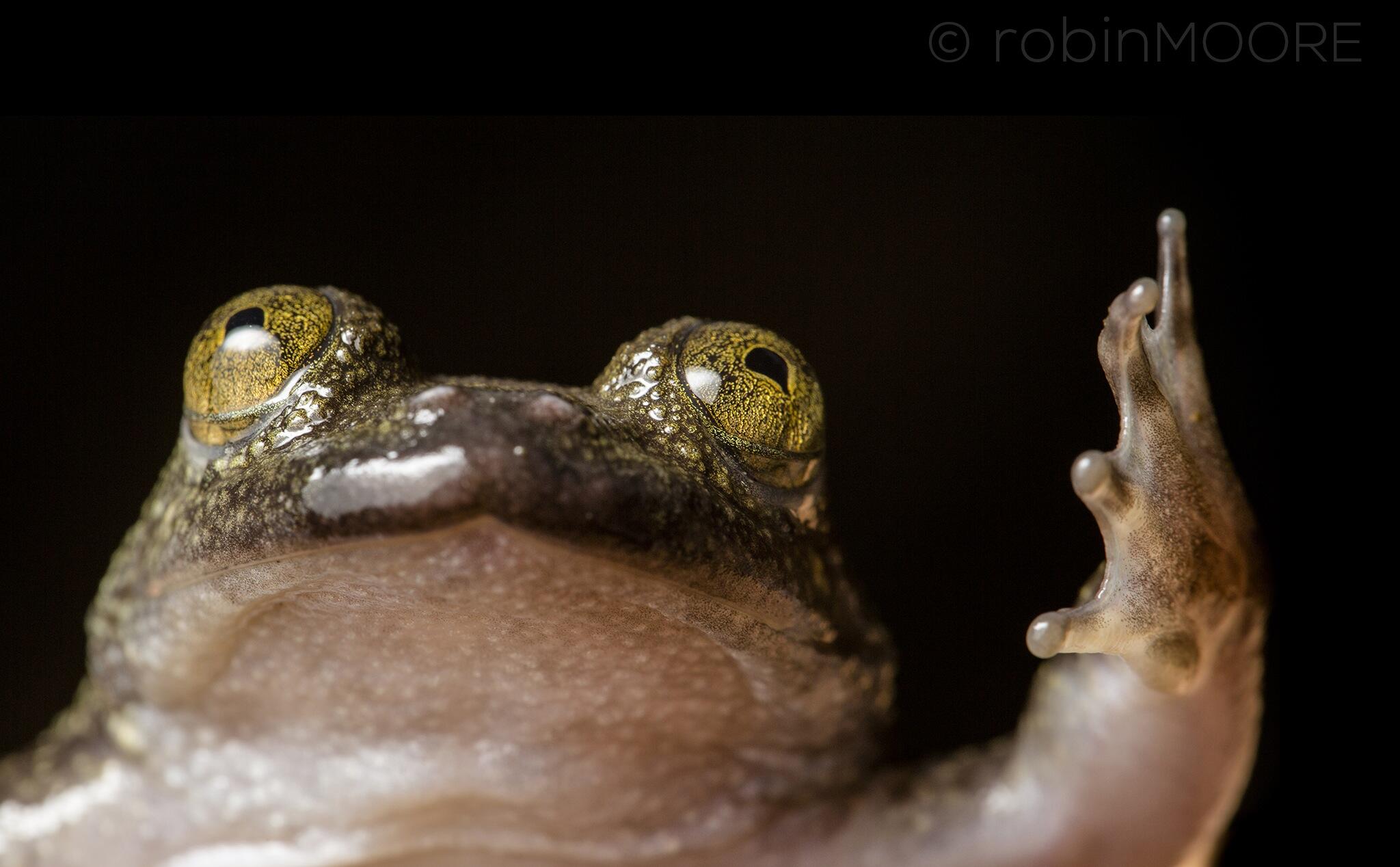 Philippine Flat Headed Frog