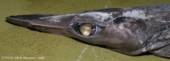 Birdbeak Dogfish Shark