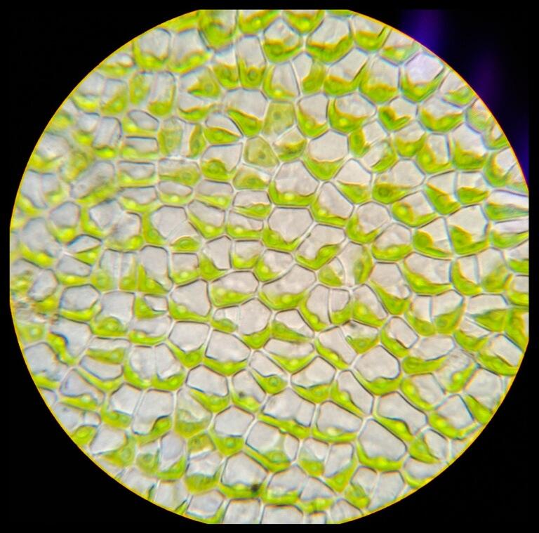 Ulva Under Microscope