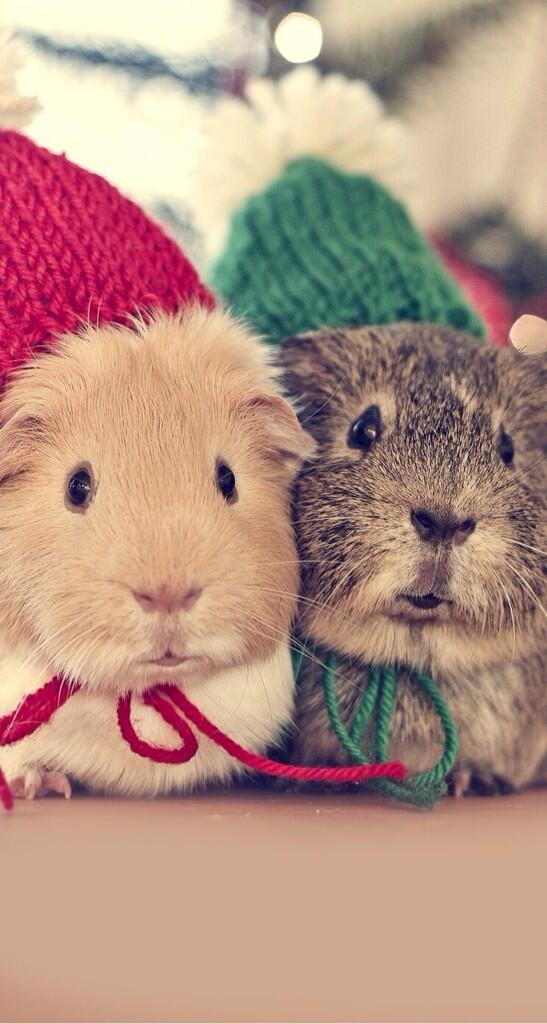 Dagel Viktoriya (@vikki_niki) | Twitter