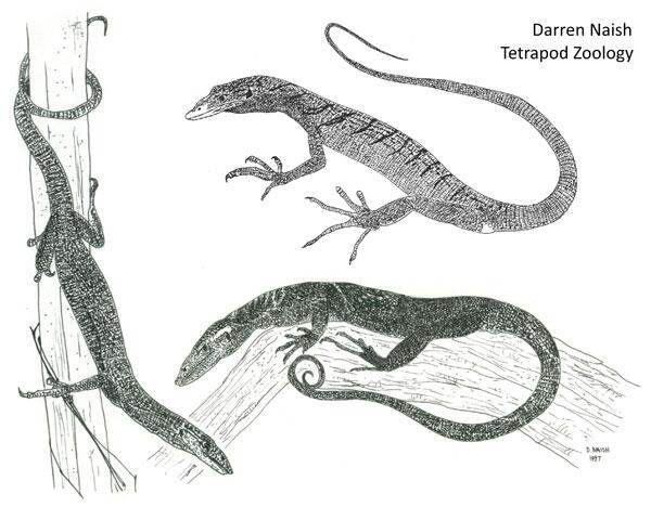 Monitor Lizard Drawing