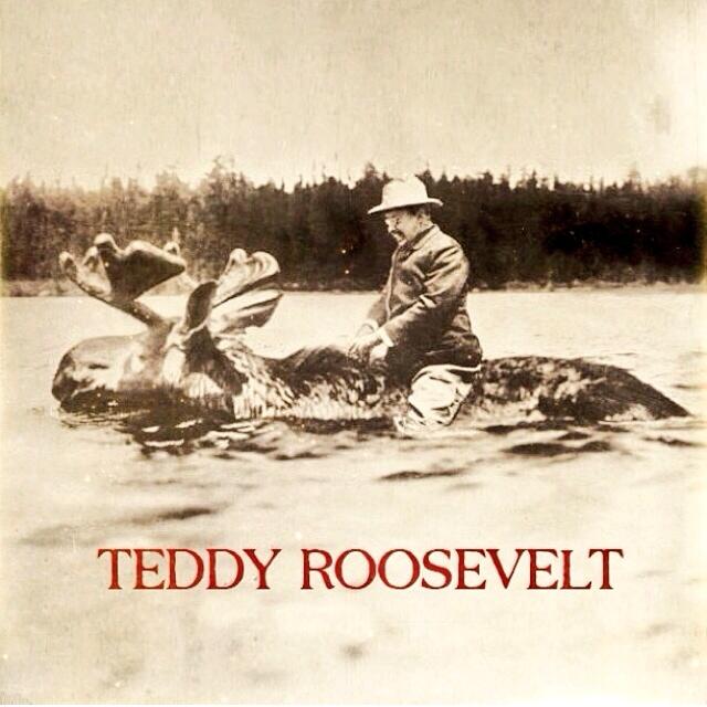 Teddy Roosevelt Moose Cool