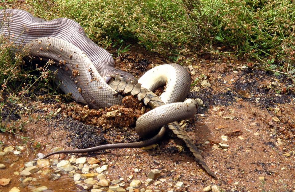 Snake Eating Crocodile