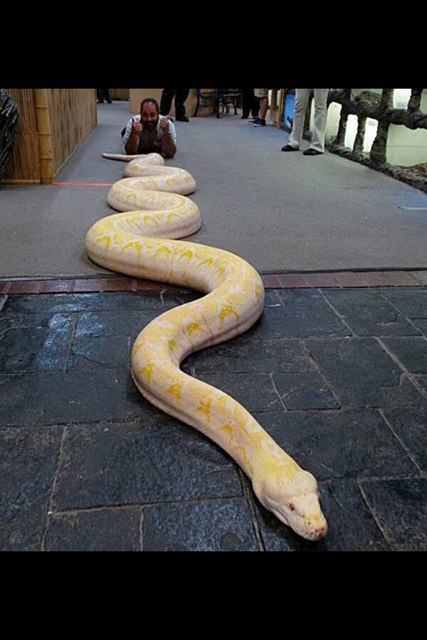 Big Albino Burmese Python