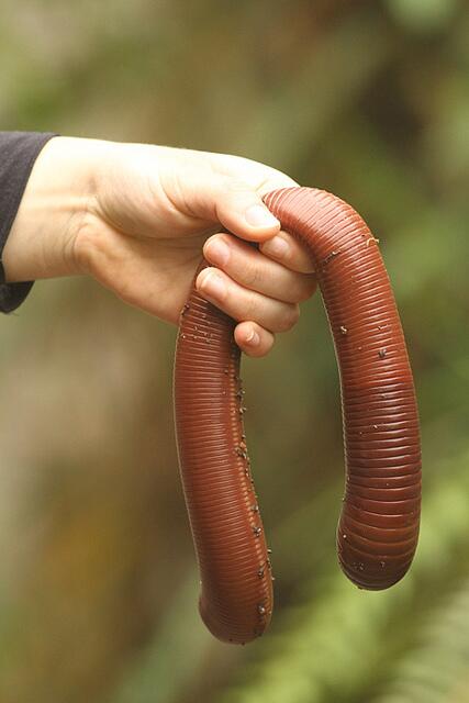 Giant African Earthworm