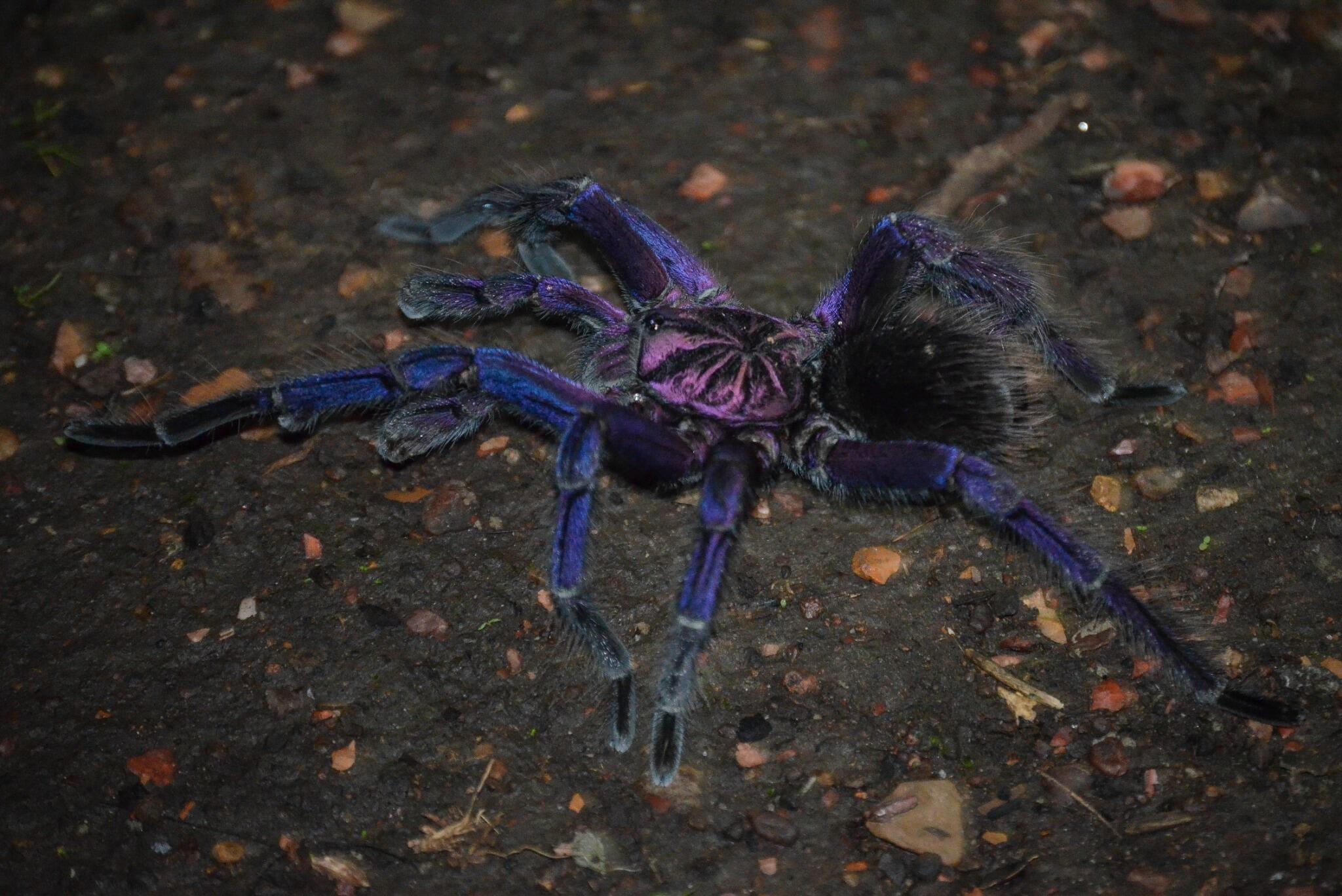Pink Bloom Tarantula