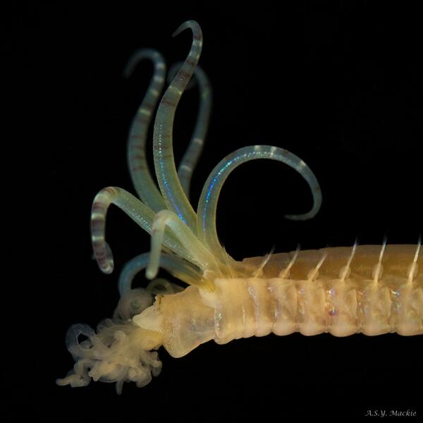 Ampharetidae - Alchetron, The Free Social Encyclopedia