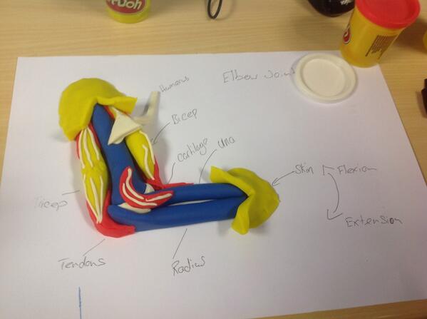 P ᴱᵀᴱ Sᴬᴺᴰᴱᴿˢᴼᴺ on Twitter: "The power of play-doh - anatomy models via ...
