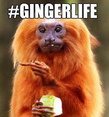 Golden Lion Tamarin Memes