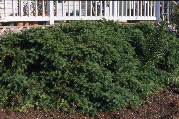 Spreading English Yew