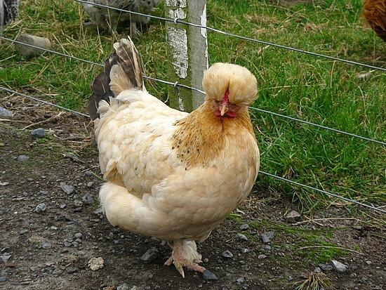Gallina Copetona Chistosa