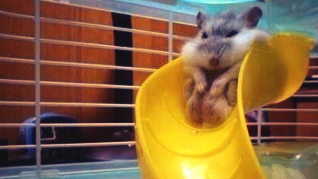 Meme De Derek Noakes