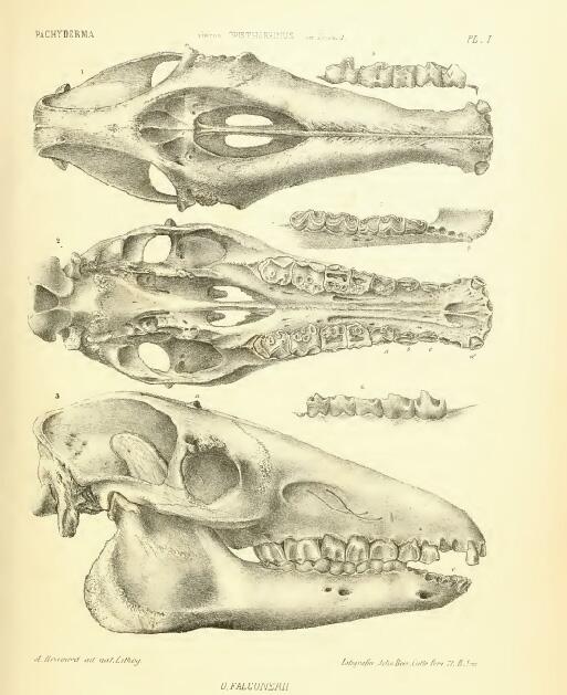 Macrauchenia patachonica, a litoptern ungulate from the Miocene and ...