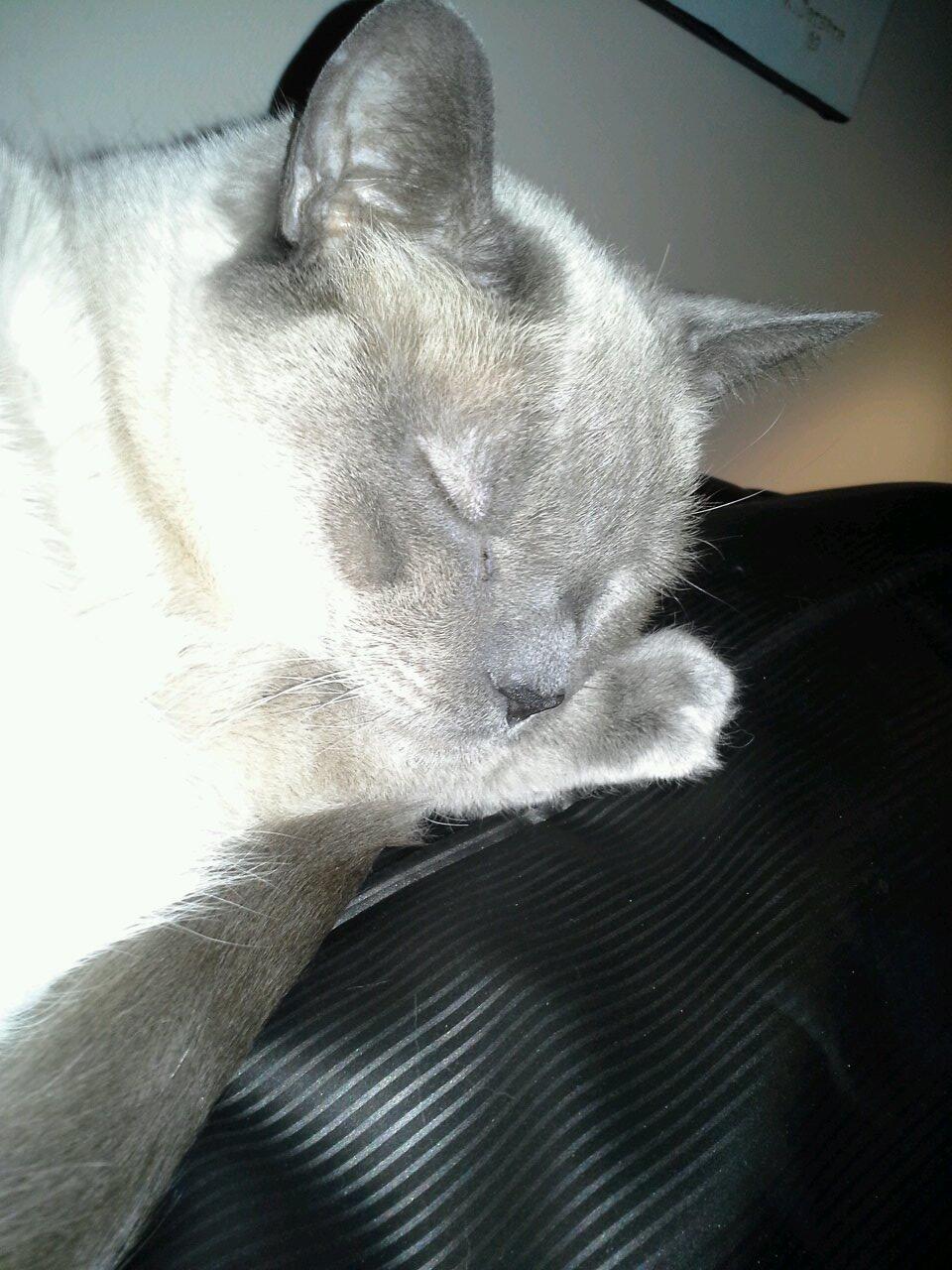 TW Pornstars - Sammy4u. Twitter. #cats #mykitty. 6:55 AM - 16 Mar 2014