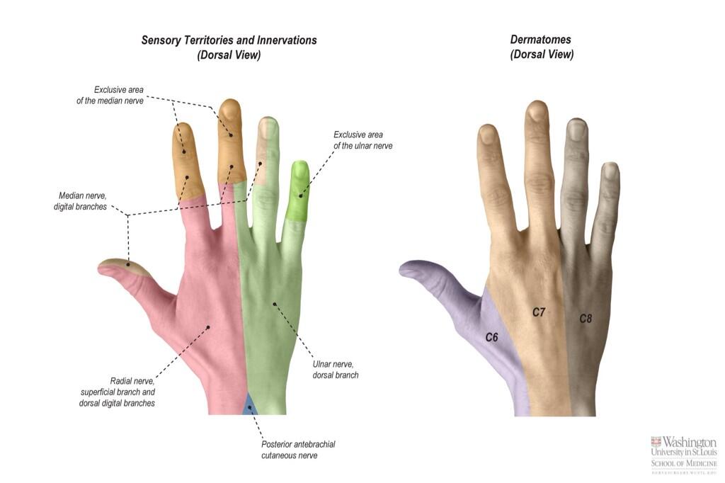 Dermatomas Brazo Mano Anatomia