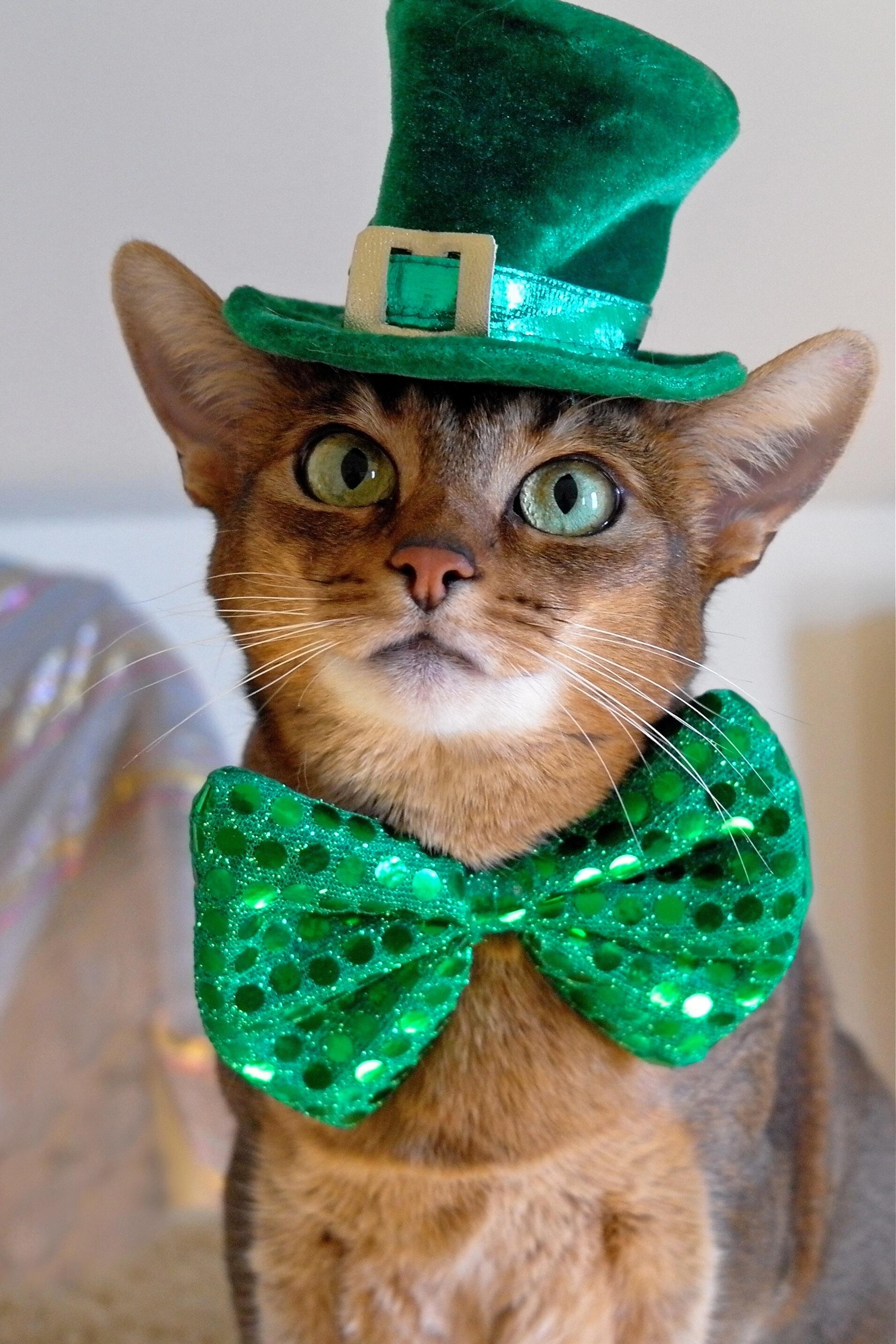 Happy St Patricks Day Cat
