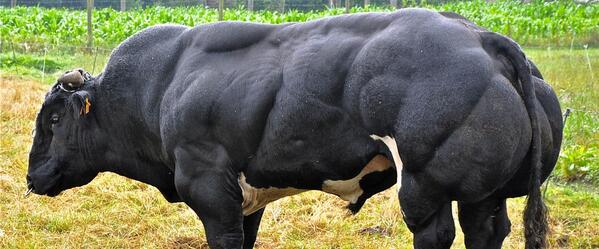 Double Muscle? :|: Lioden