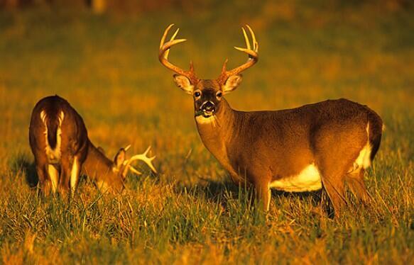 redneck (@redredredneck2) | Twitter