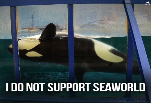 Seaworld Orca Memes Orca Trends – Y'all Heard?