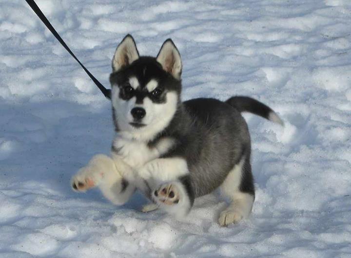 Husky Jugando En La Nieve