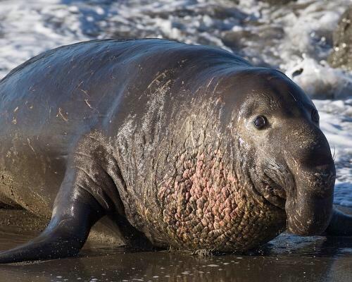 Gross Animal Pictures