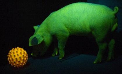 Glow In The Dark Pigs