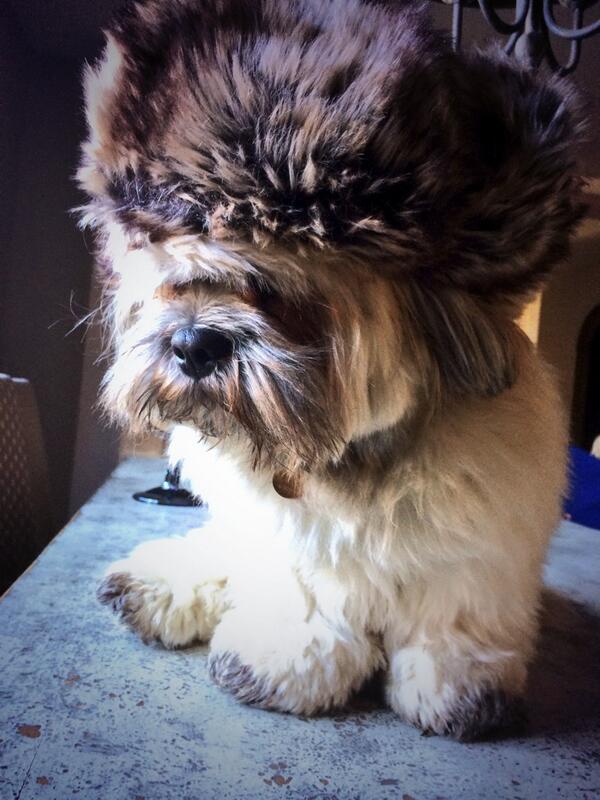 What Kind Is James Martins Dog