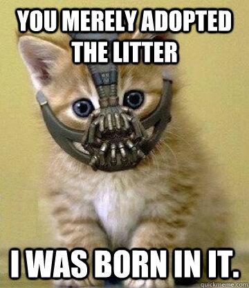 Bane Cat Meme Dunkelheit
