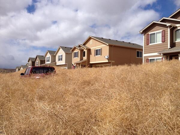 Tumbleweed outbreak rolls through Colorado - ITV News