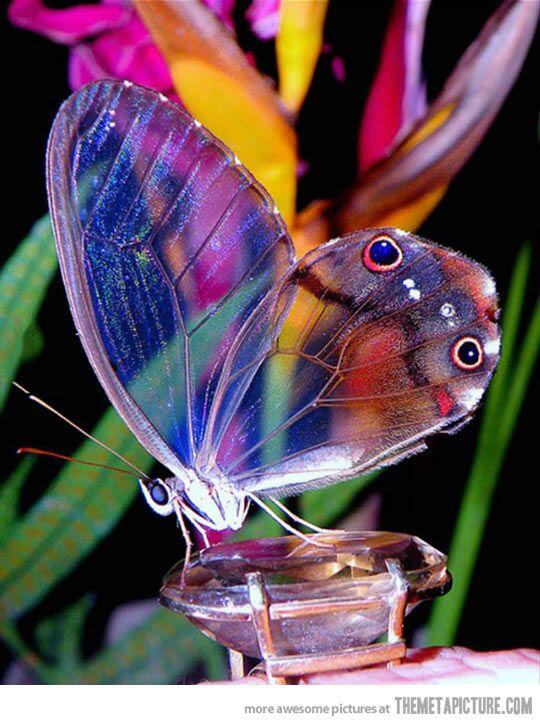 ANIMALS DEL MÓN: LA PAPALLONA FANTASMA D'AMBER