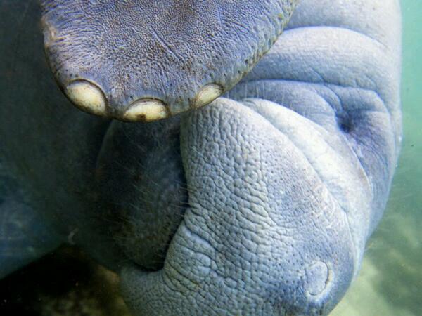 The manatee has prehensile lips; the upper lip pad is split into left ...