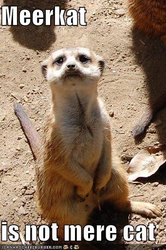 Meer Cat Meme