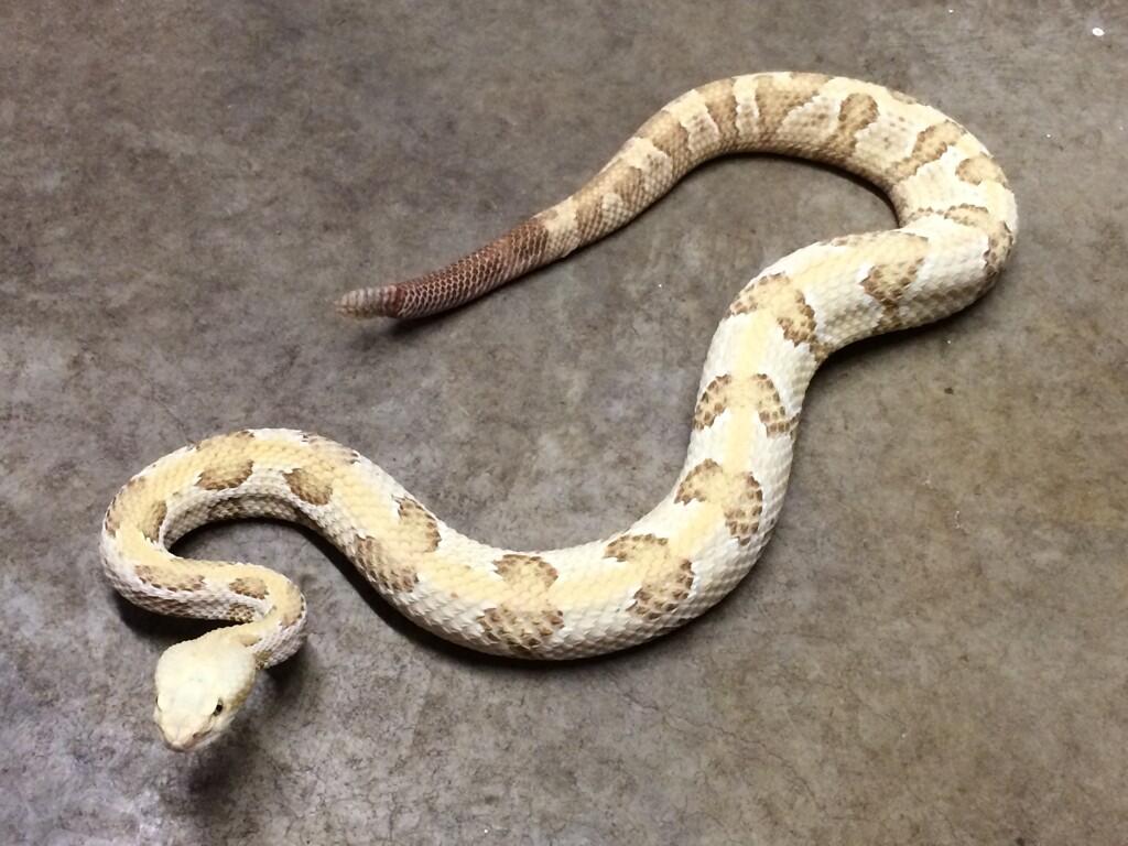 Albino Rattlesnake