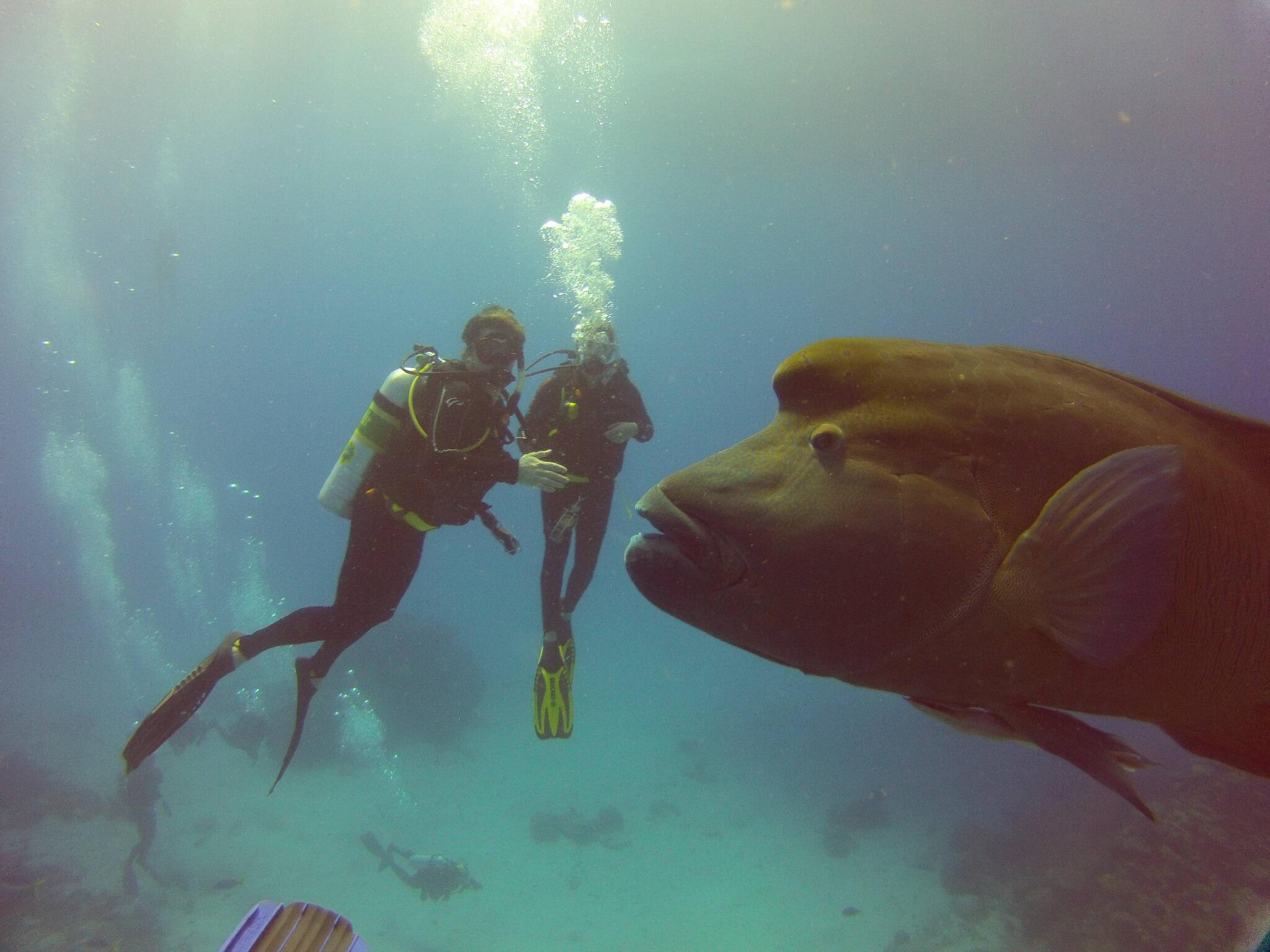 Giant Humphead Wrasse