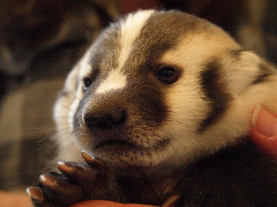 Baby American Badger